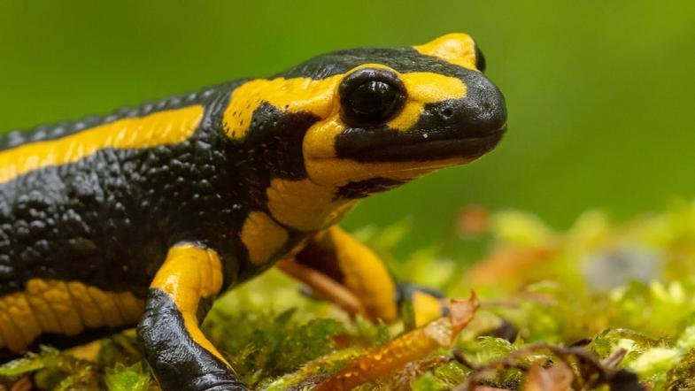 Nos voisins sauvages Suisse